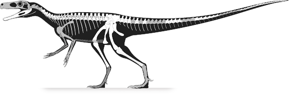 Staurikosaurus reconstruction: DinoChecker Dinosaur Gallery